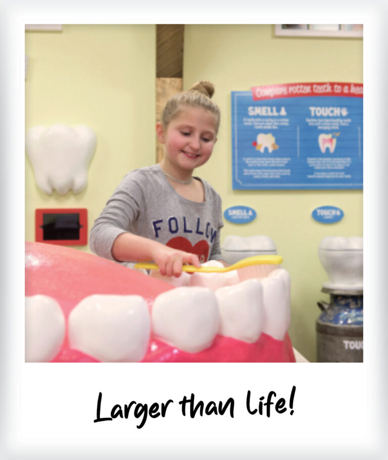 Dental Hygiene Education: Education Stations. Dental Displays. Tooth Models